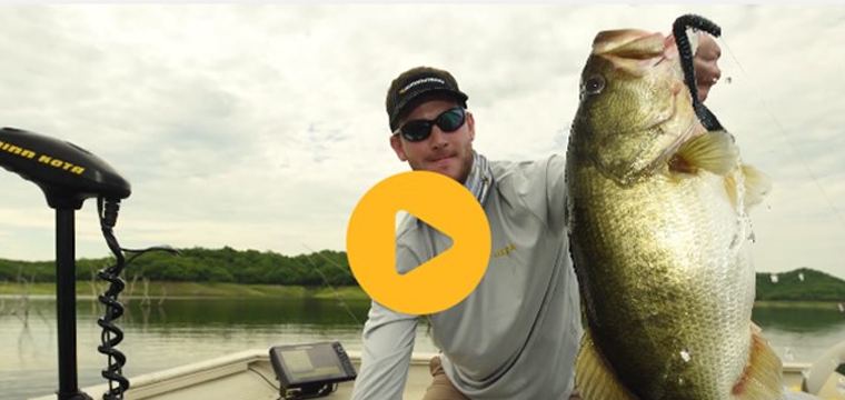 Humminbird: El Buzzo? - Humminbird